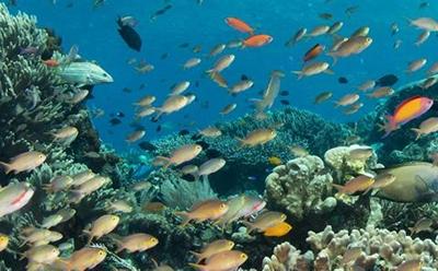 Southampton ranked top for publications related to Sustainable Development Goal (SDG) 14: Life ...